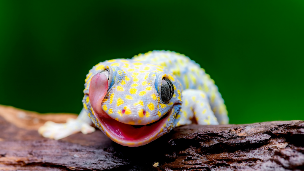 Bwana Iguana Reptile Program - Norfolk Public Library